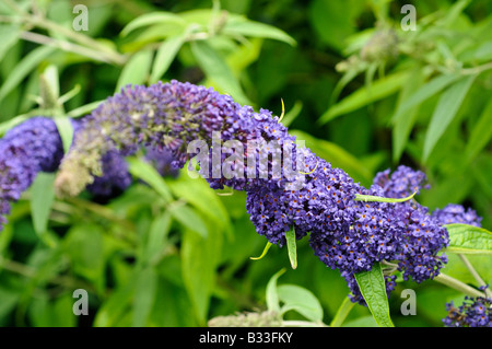 Buddleja davidii Adonis Blue ADOKEEP Stock Photo - Alamy