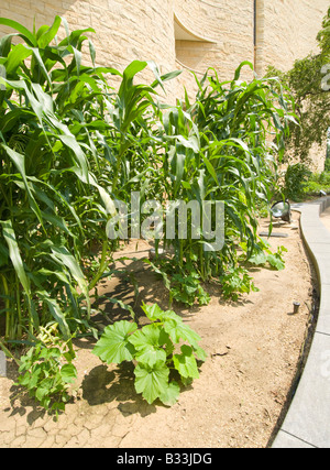 Corn, beans, and squash, Native American crops, being grown at National ...