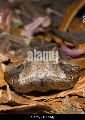 Gaboon Viper (Bitis gabonica) venomous snake camouflaged in leaf litter ...