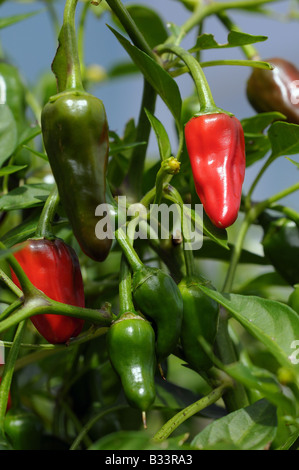 Small red and green chilli peppers Stock Photo - Alamy