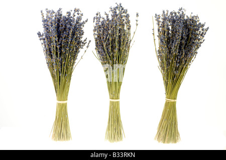 Three bunches of dried lavender stems Stock Photo - Alamy