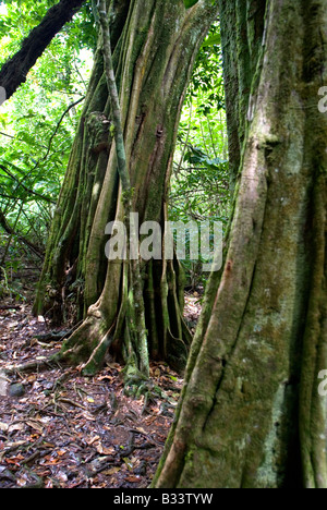 trees on trek to the needle, rarotonga, cook islands Stock Photo - Alamy