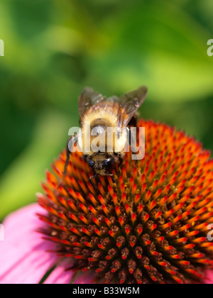 bee on an echinacea cone flower Stock Photo - Alamy