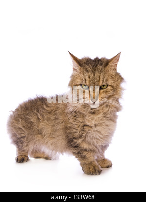 Cute Skookum cat isolated on white background Stock Photo - Alamy
