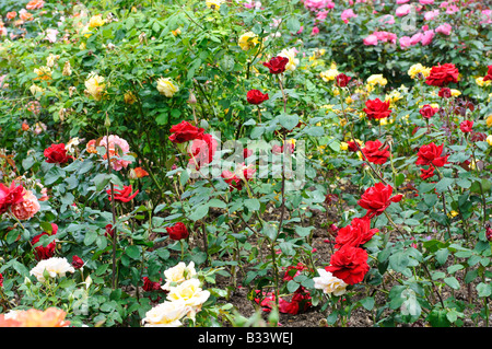 Rose Pride of England 'Harencore' Stock Photo - Alamy