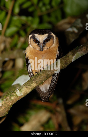 Buff-fronted Owl (Aegolius harrisii) perched in a tree in rain forest ...