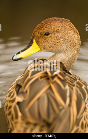 African yellow-bill (Anas undulata), swimming troop, South Africa ...