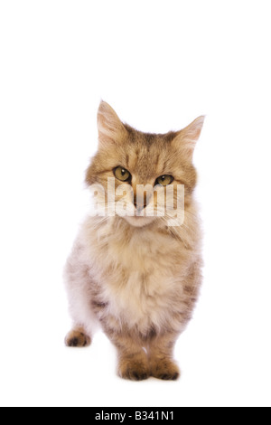 Cute Skookum cat isolated on white background Stock Photo - Alamy