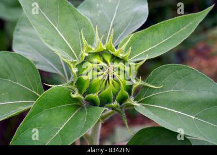 Sunflowers right before blooming Stock Photo - Alamy