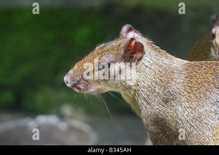 Dasyprocta punctata is a large rodent of the rainforest in Panama Stock ...