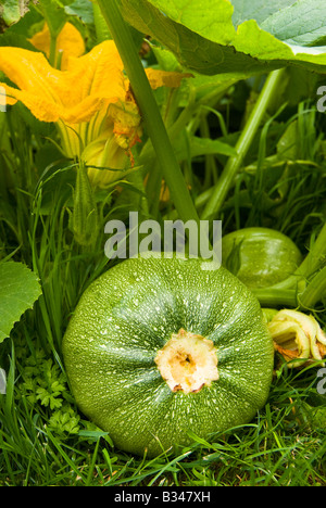 Round Courgette & Courgette Flower (Courgette Tondo Di Toscana) Growing ...