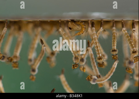 Lateral underwater view of larvae and pupae of Aedes albopictus, the ...