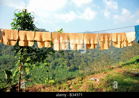 Sheets of rubber drying in the sun Kerala India Stock Photo - Alamy