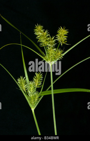 nut sedge Cyperus esculenta yellow nut grass Sedge family Cyperaceae ...