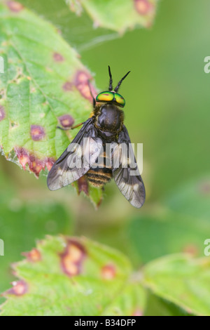 Thunder-fly Chrysops relictus adult fly perched on a Bramble leaf Stock ...