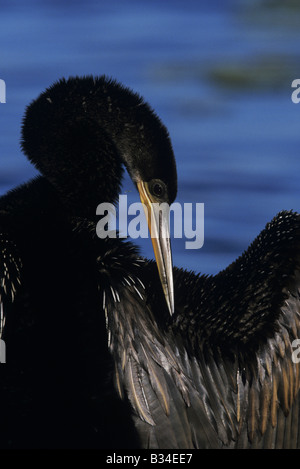 Anhinga (Anhinga anhinga) feathers close up Stock Photo - Alamy