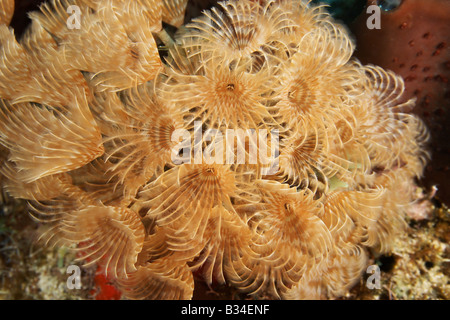 Feather Duster Tube worm cluster taken in the Virgin Islands Stock ...