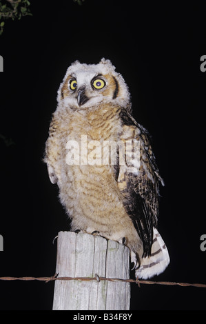 Great Horned Owl fledgling perched in tree Stock Photo - Alamy