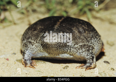 Mexican Burrowing Toad (Rhinophrynus dorsalis Stock Photo - Alamy