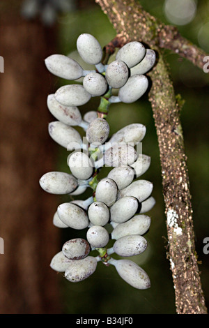 Gnetum gnemon L Gnetum gnemon L Stock Photo - Alamy