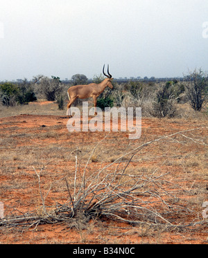 The hirola (Beatragus hunteri Stock Photo - Alamy