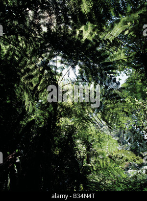 Tree fern (Cyathea manniana) in the Atewa forest reserve, Ghana Stock ...