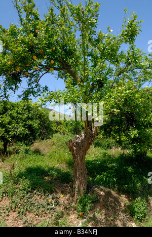 A lemon tree, Platanias, Crete, Greece, Europe Stock Photo - Alamy