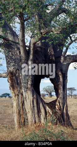 Bark of giant baobab tree in Liwonde National Park Malawi East Africa ...