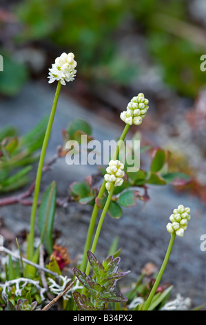 Scottish Ashphodel (Tofieldia pusilla), flower ,with fly Stock Photo ...