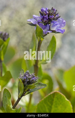 Alpine Speedwell (Veronica alpina Stock Photo - Alamy