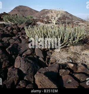 Kenya, Turkana, Sirima. Euphorbia shrubs and small 'wait-a-bit' thorn ...