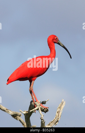 Scarlet Ibis on a branch Stock Photo: 135311116 - Alamy