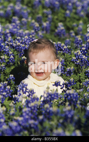 Texas bluebonnet, lupinus texensis, and Baby blue eyes, Nemophila ...