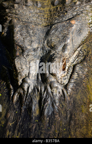 Alligator Bayou Baton Rouge Louisiana USA North America America travel ...