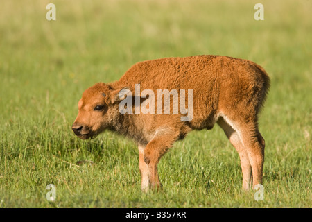 American Bison yearling calf Stock Photo - Alamy
