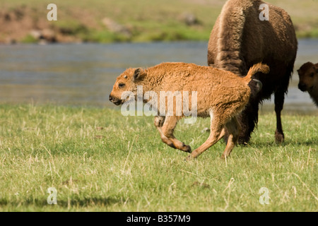 American Bison yearling calf Stock Photo - Alamy