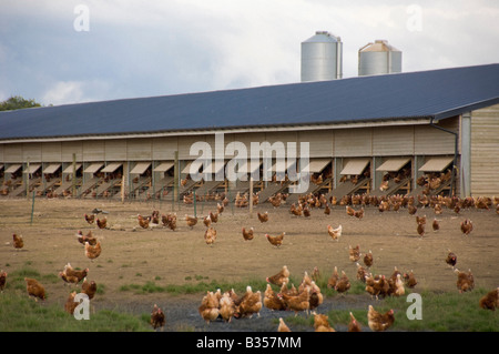 Free range chickens roaming at a Yorkshire poultry farm with large ...
