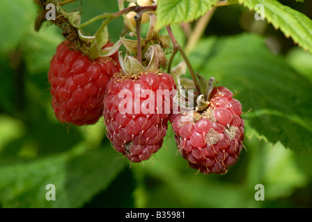 Ripe raspberry fruit affected by grey mould Botrytis cinerea in damp ...