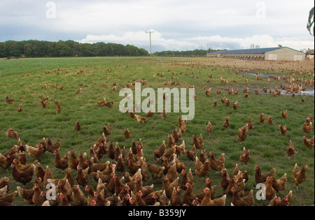 Free range chickens roaming at a Yorkshire poultry farm with large ...