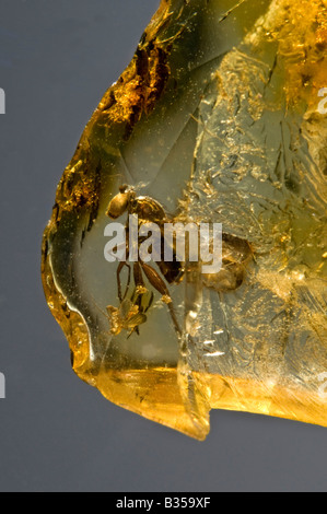 Prehistoric fly in Lithuanian Baltic Amber Stock Photo - Alamy