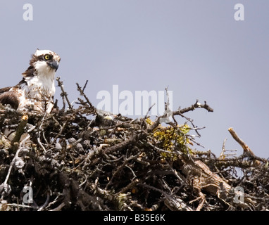 Eagle Nest on Bridge in Oregon Stock Photo - Alamy
