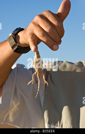 shovel snouted or sand diving lizard along the Skeleton Coast in ...