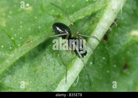 A linyphiid spider Lepthyphantes tenuis adult money spider Stock Photo ...