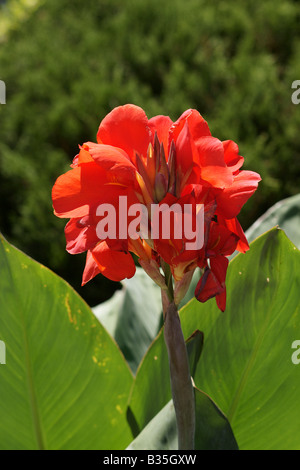Canna Lily or canna flower and bud in tropical garden. sunny day Stock ...