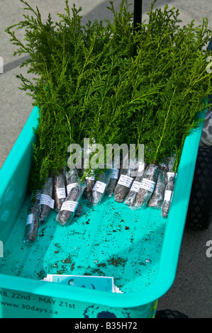 Distributing tree yearlings for planting Stock Photo - Alamy