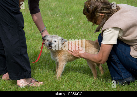 Dog Show Happisburgh Norfolk UK Stock Photo - Alamy