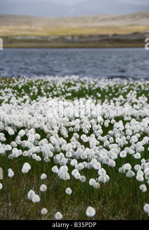 An Icelandic bog Stock Photo - Alamy
