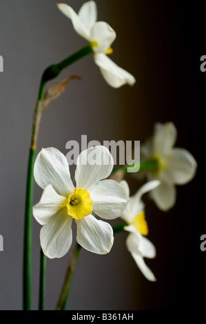 A bunch of four daffodils Stock Photo - Alamy