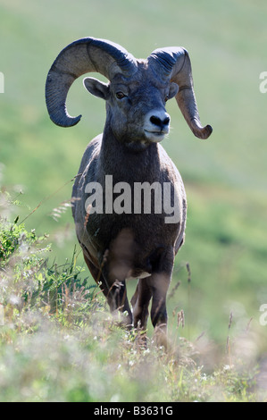 A young bighorn sheep ram walking along a dirt road below Snow King Ski ...