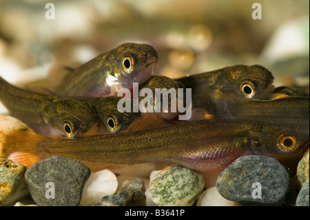Alevin coho salmon Stock Photo - Alamy